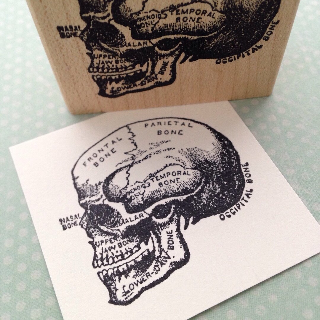 Labeled Skull Wood Mounted Rubber Stamp 5023 - Etsy