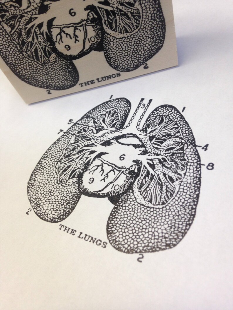 The Lungs Diagram Wood Mounted Rubber Stamp 6133 - Etsy