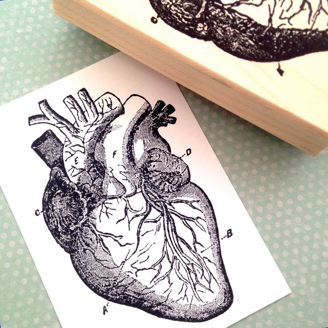 Anatomical Heart Wood Mounted Rubber Stamp 5016 - Etsy
