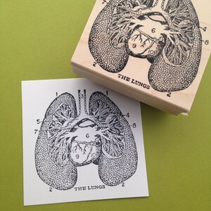 The Lungs Diagram Wood Mounted Rubber Stamp 6133 - Etsy