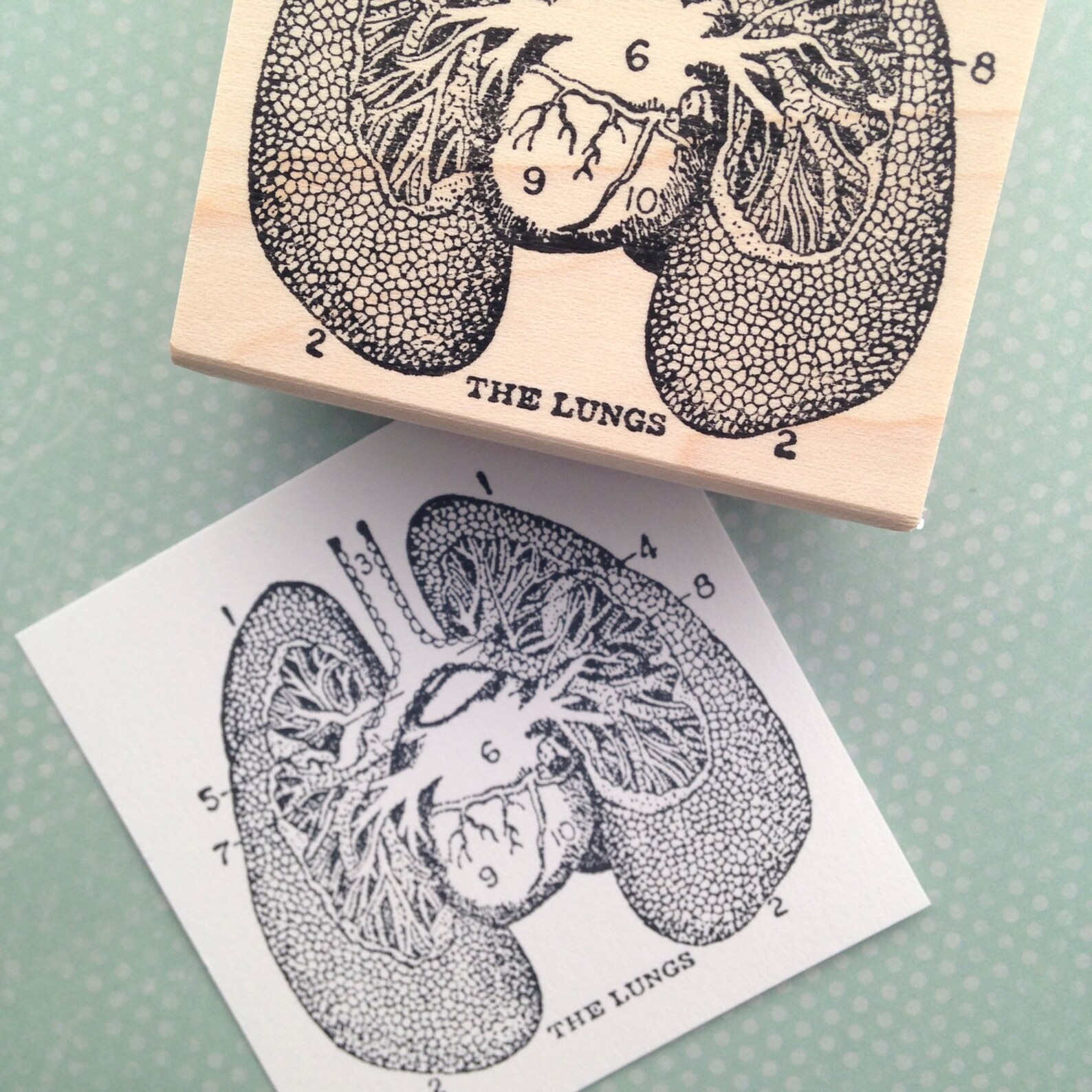The Lungs Diagram Wood Mounted Rubber Stamp 6133 - Etsy