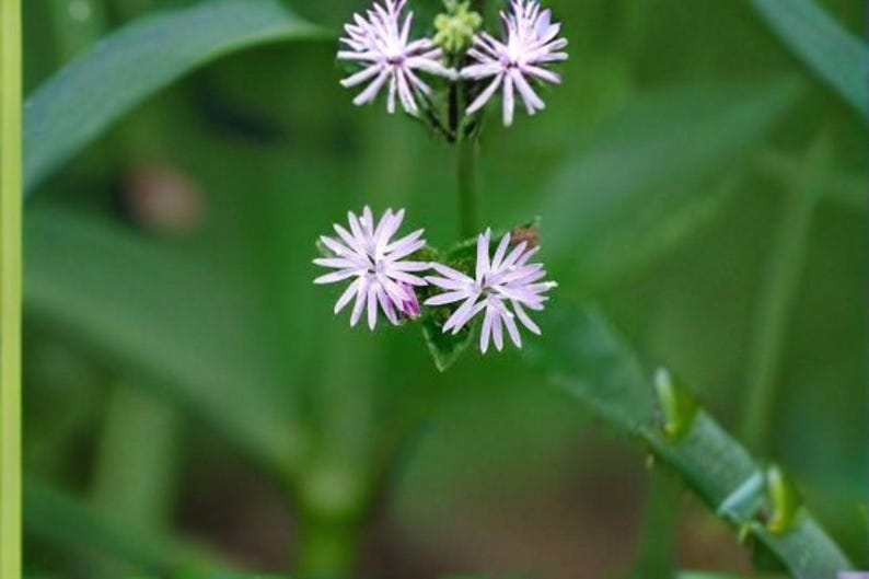 100 Seeds Elephantopus Carolinianus – Carolina Elephant’s Foot, Native ...
