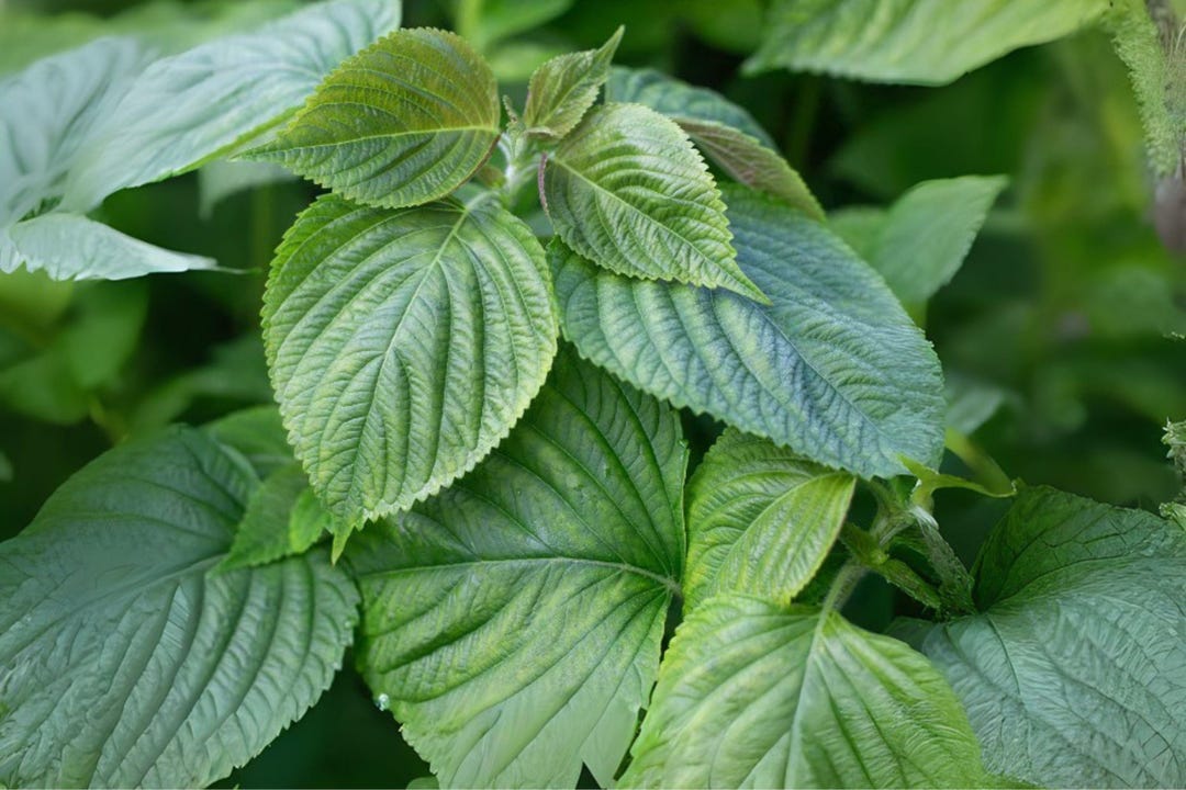 400 Korean Perilla Shiso Herb Seeds: Green Leaf Culinary Herb - Etsy