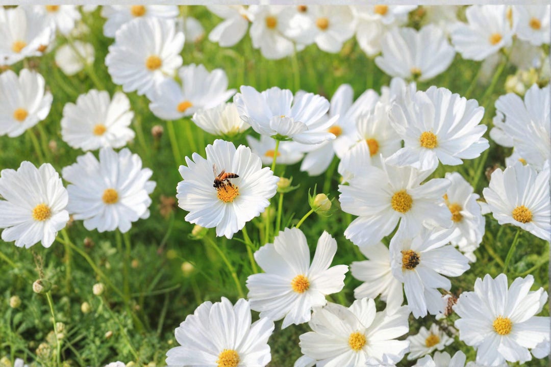 100 Cosmos Purity Seeds: White Annual Flower, Pollinator Friendly - Etsy