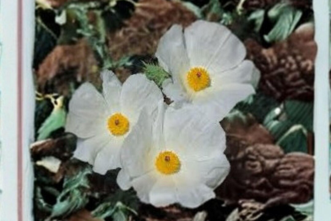 15 Seeds Argemone Polyanthemos — Prickly Poppy, Drought-tolerant Native ...