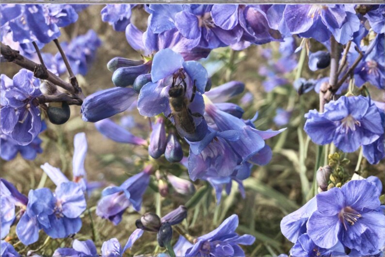 100 Mg Penstemon Acuminatus Seeds – Native Blue Penstemon Wildflower ...