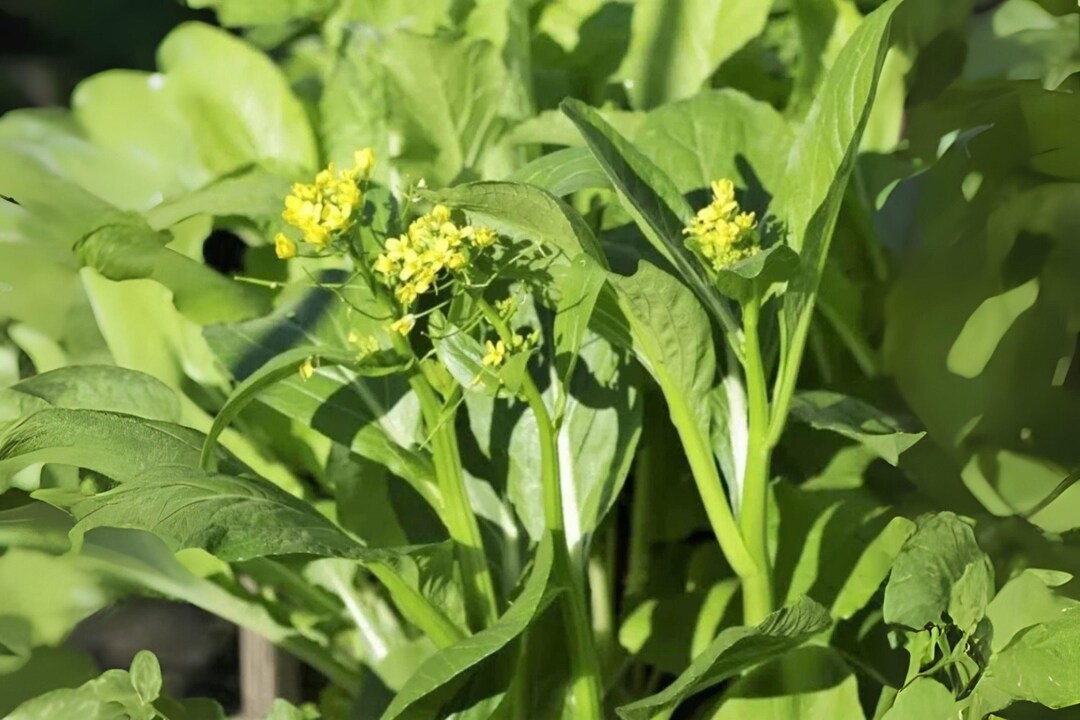 Yu Choy Sum Seeds: Asian Heirloom Vegetable - 150 Flowering Brassica ...