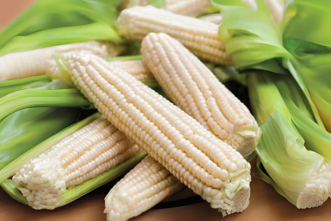 35 Silver Queen Sweet Corn Seeds: High-yield Garden Variety - Etsy
