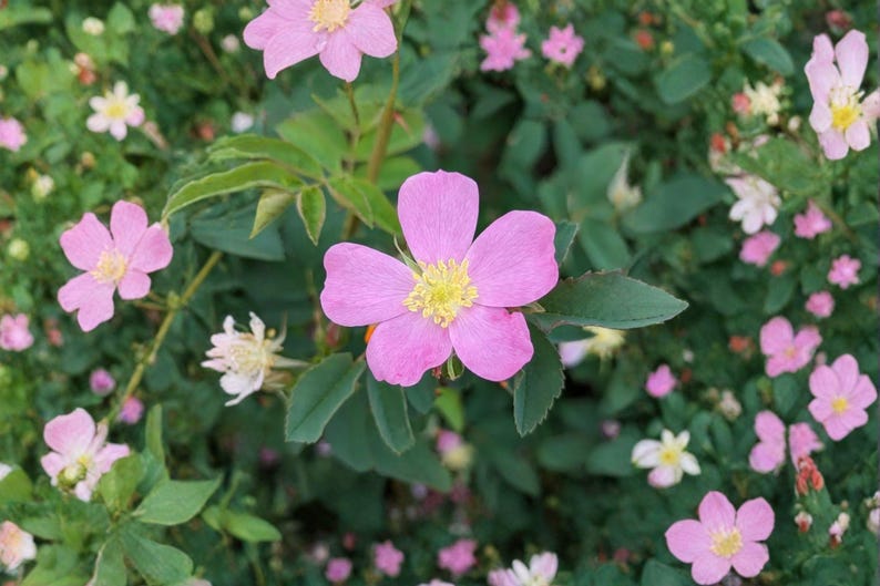 25 Rosa Woodsii Seeds – Common Wild Rose – Native Prairie Shrub - Etsy