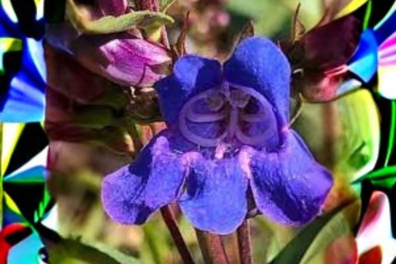 100 Mg Penstemon Acuminatus Seeds – Native Blue Penstemon Wildflower ...