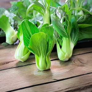 180 Seeds Dwarf Pak Choi – Baby Bok Choy, Mini Chinese Cabbage, Crisp ...