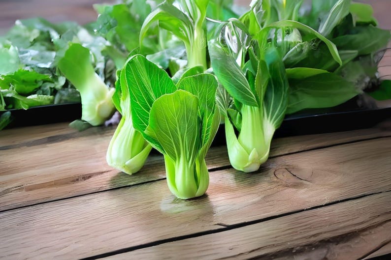 180 Seeds Dwarf Pak Choi – Baby Bok Choy, Mini Chinese Cabbage, Crisp ...