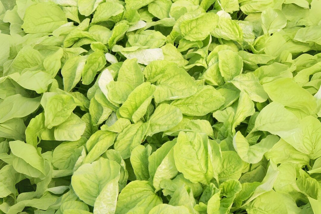 500 Edible Amaranth White Light Green Seeds – Heirloom Leafy Vegetable ...