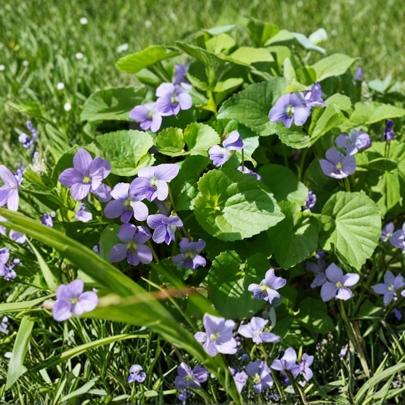 Native Violet Plants - Etsy