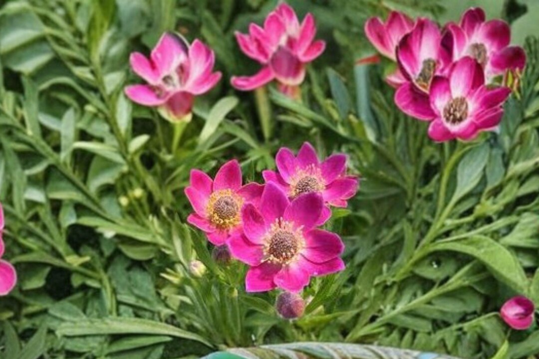 100 Seeds Anemone Multifida — Windflower, Colorful Native Perennial for ...