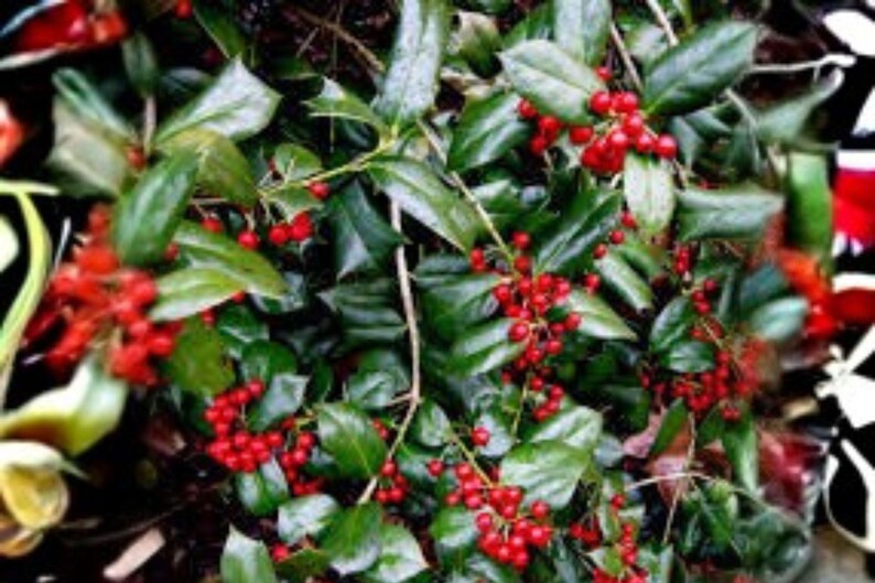 Chinese Holly Seeds: Red Berry Evergreen Shrub, Ornamental Hedge (500 ...
