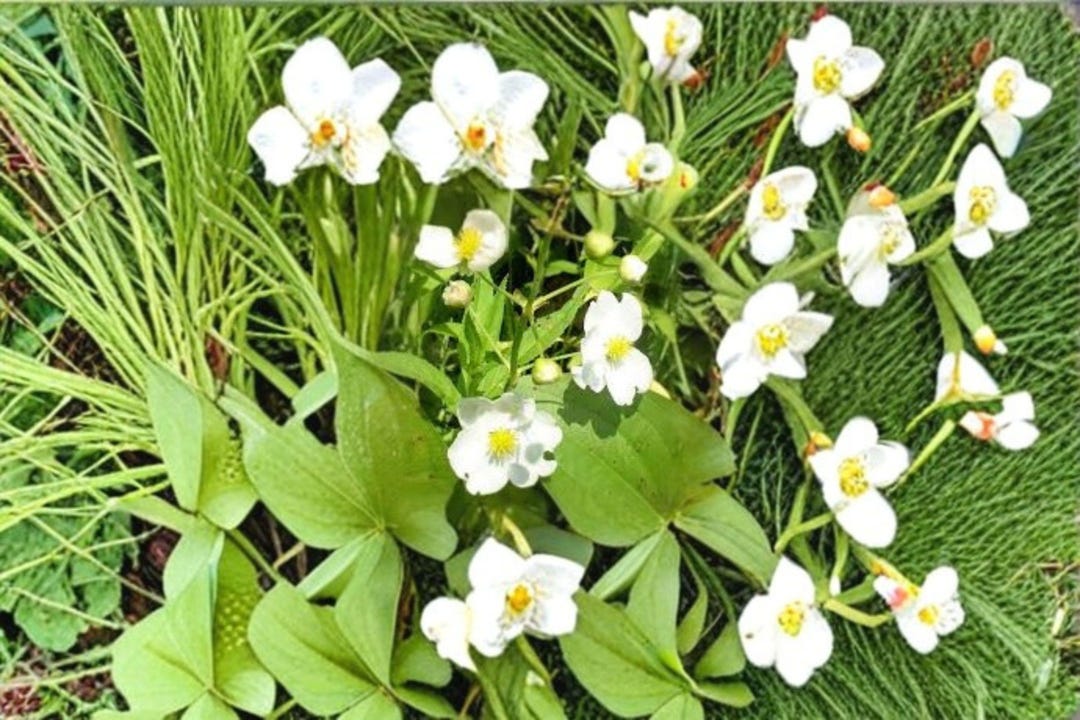 500 Seeds for Planting Common Arrowhead – Sagittaria Latifolia, Native ...