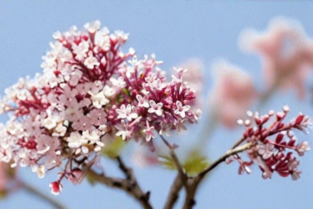10 Syringa Microphylla Seeds – Littleleaf Lilac, Fragrant Shrub With ...