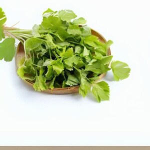 Chinese Celery Kintsai Seeds: Aromatic Heirloom, Dark Green - Etsy