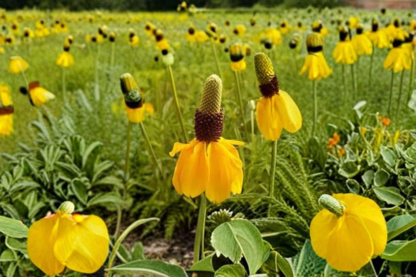 100 Seeds Ratibida Columnifera — Prairie Coneflower, Native Wildflower ...