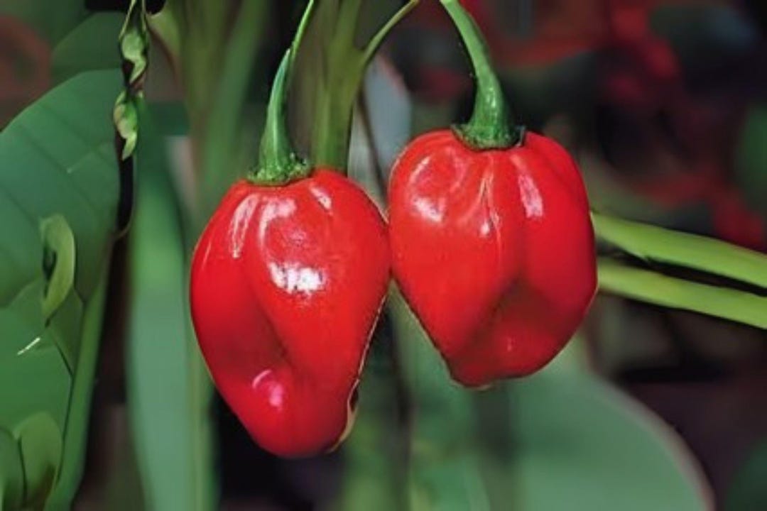 30 Seeds Scotch Bonnet Red Hot Pepper – Fiery Caribbean Chili for Hot ...
