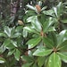 Bunch of 25 Fresh Magnolia Leaves to Be Used as Place Cards / - Etsy