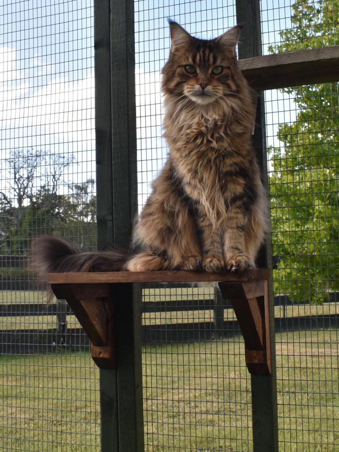 Catio Shelf 40x19cm DIY Instruction Manual - Etsy