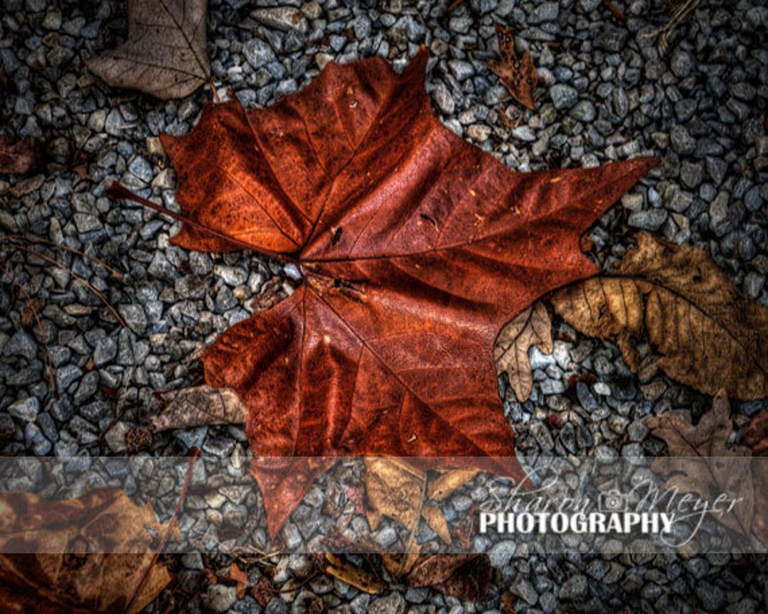 Fallen - Fine Art Photograph, Fallen Leaf Print, Print of Fall Leaves ...
