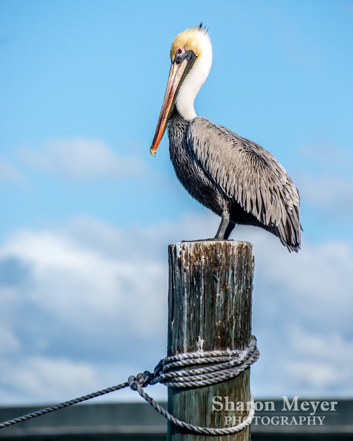 Pelican on Piling Fine Art Print - Pelican - Florida - Florida Birds ...