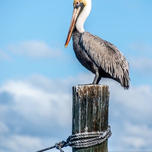 Pelican on Piling Fine Art Print - Pelican - Florida - Florida Birds ...