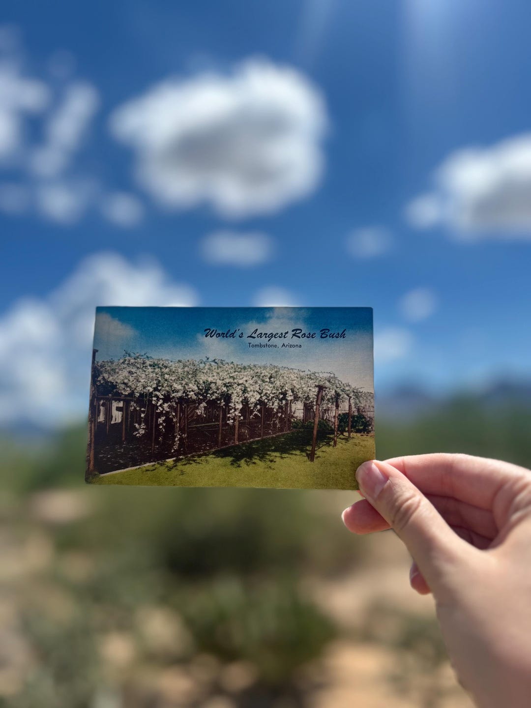 Vintage Postcard | World's Largest Rose Bush, Tombstone, Arizona - Etsy