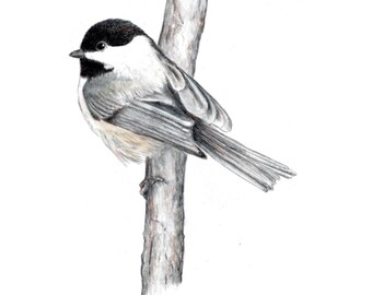 Chickadee drawing | Etsy