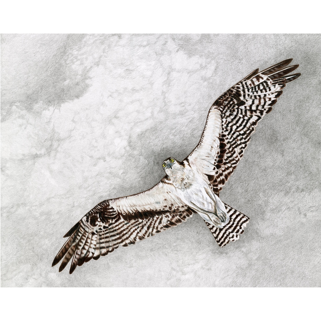 Hawks, Osprey - Etsy