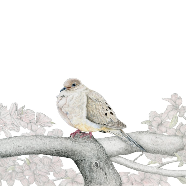 Mourning Dove Svg - Etsy