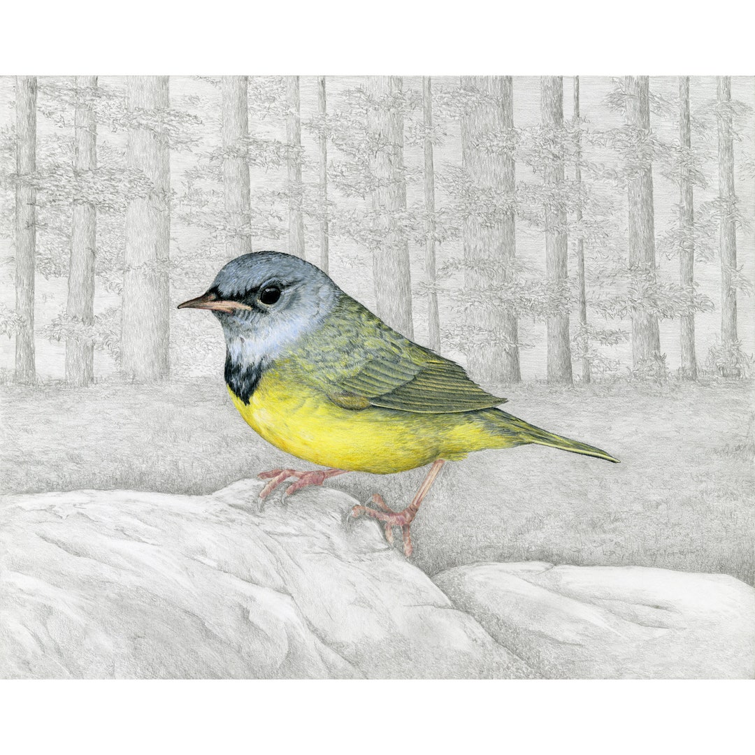 Warblers, Mourning Warbler Giclée Print - Etsy