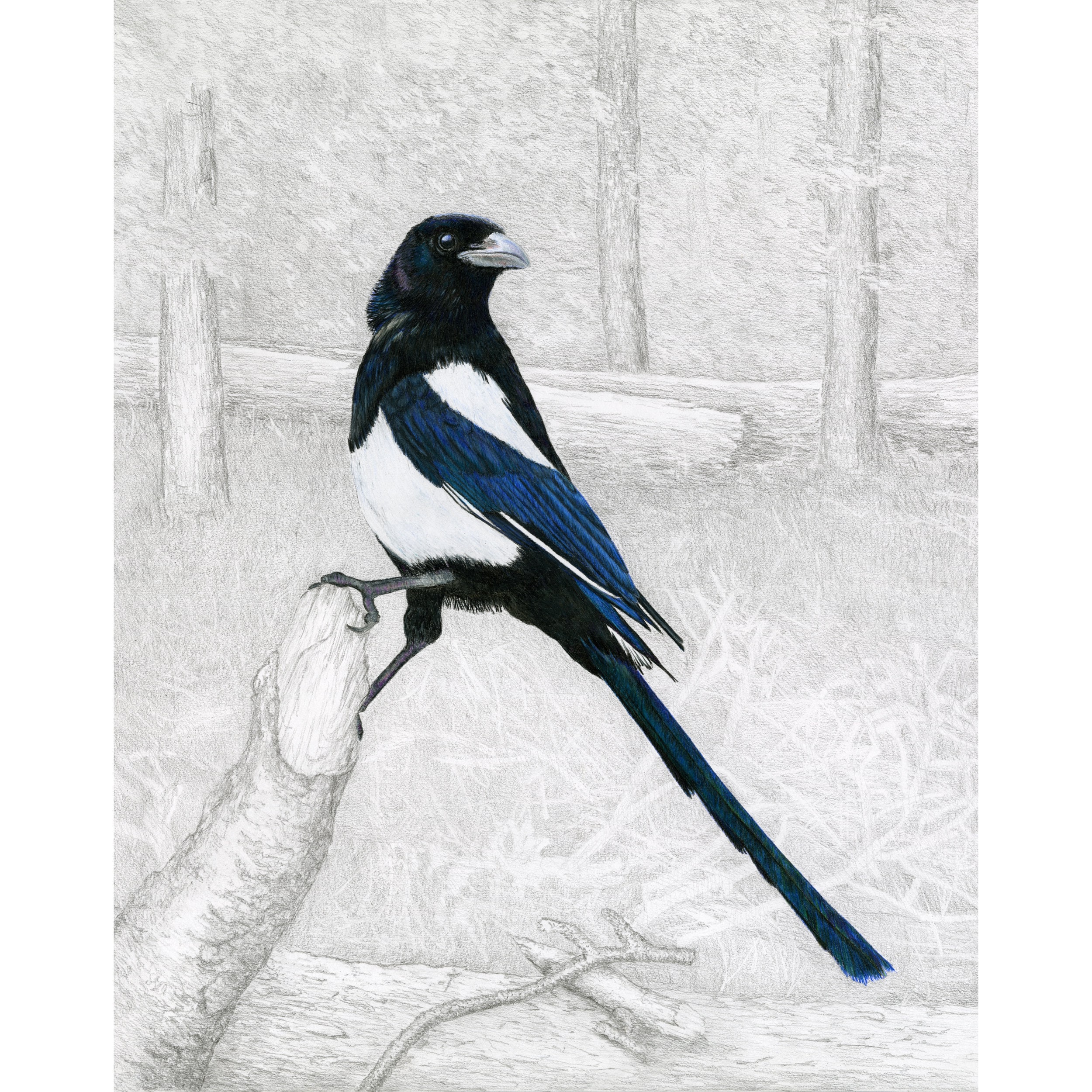 Magpies, Black-billed Magpie - Etsy