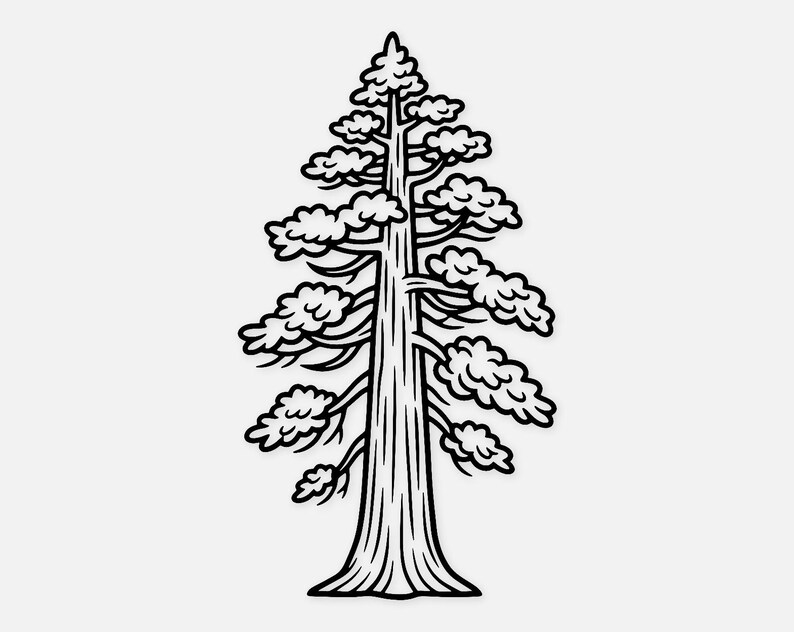 Redwood Tree Svg Png: Bold Line Art for Cutting Projects - Etsy