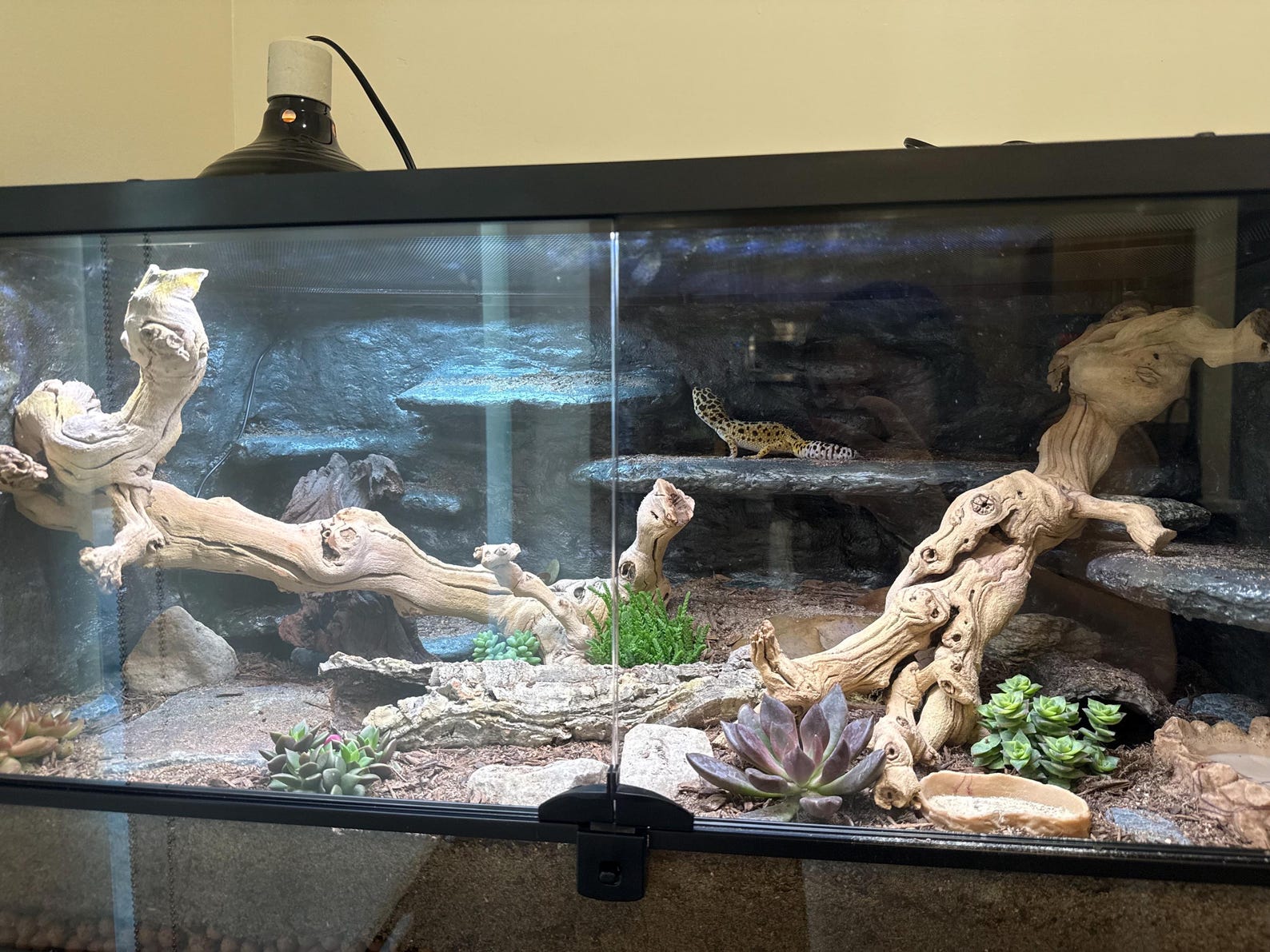 Reptile Enclosure Background - Etsy