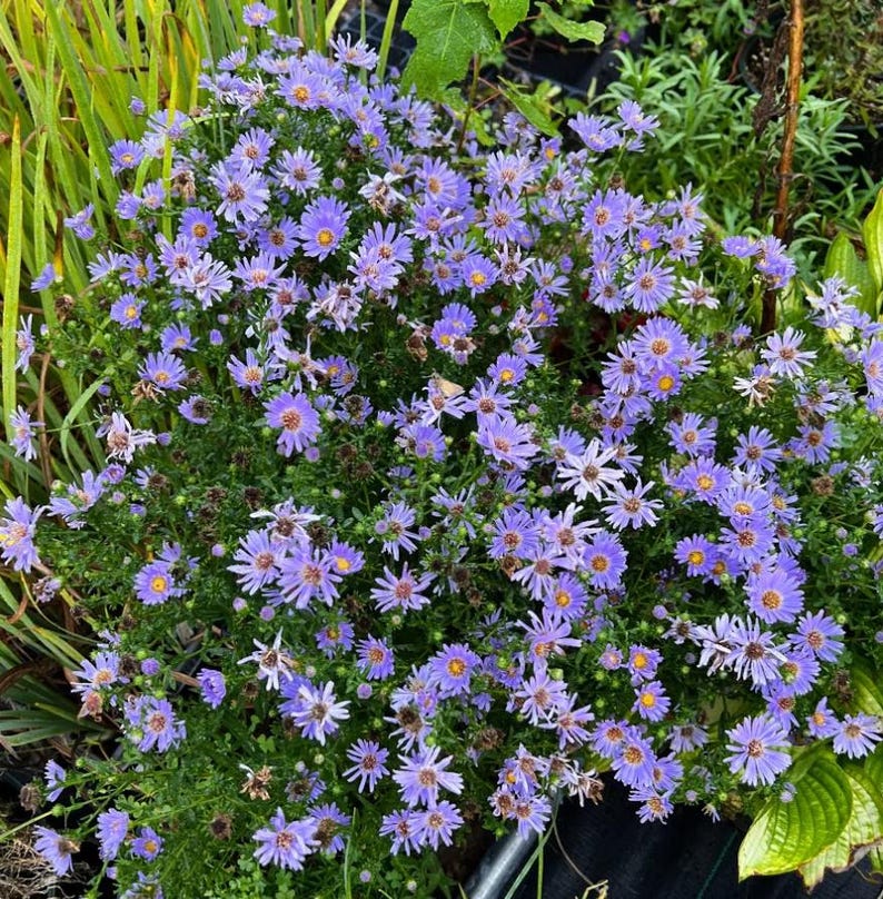 Hardy Aster Woods Blue Plant Live, Perennial Aster Flowers for Planting ...