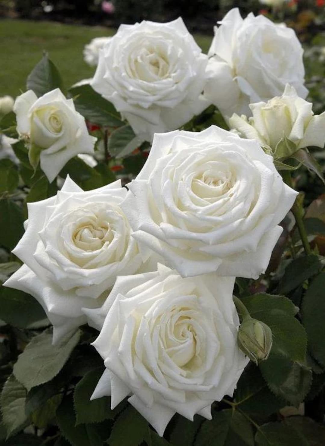 Pope John Paul Rose Plant Live for Planting, White Hybrid Tea Rose 4 to ...