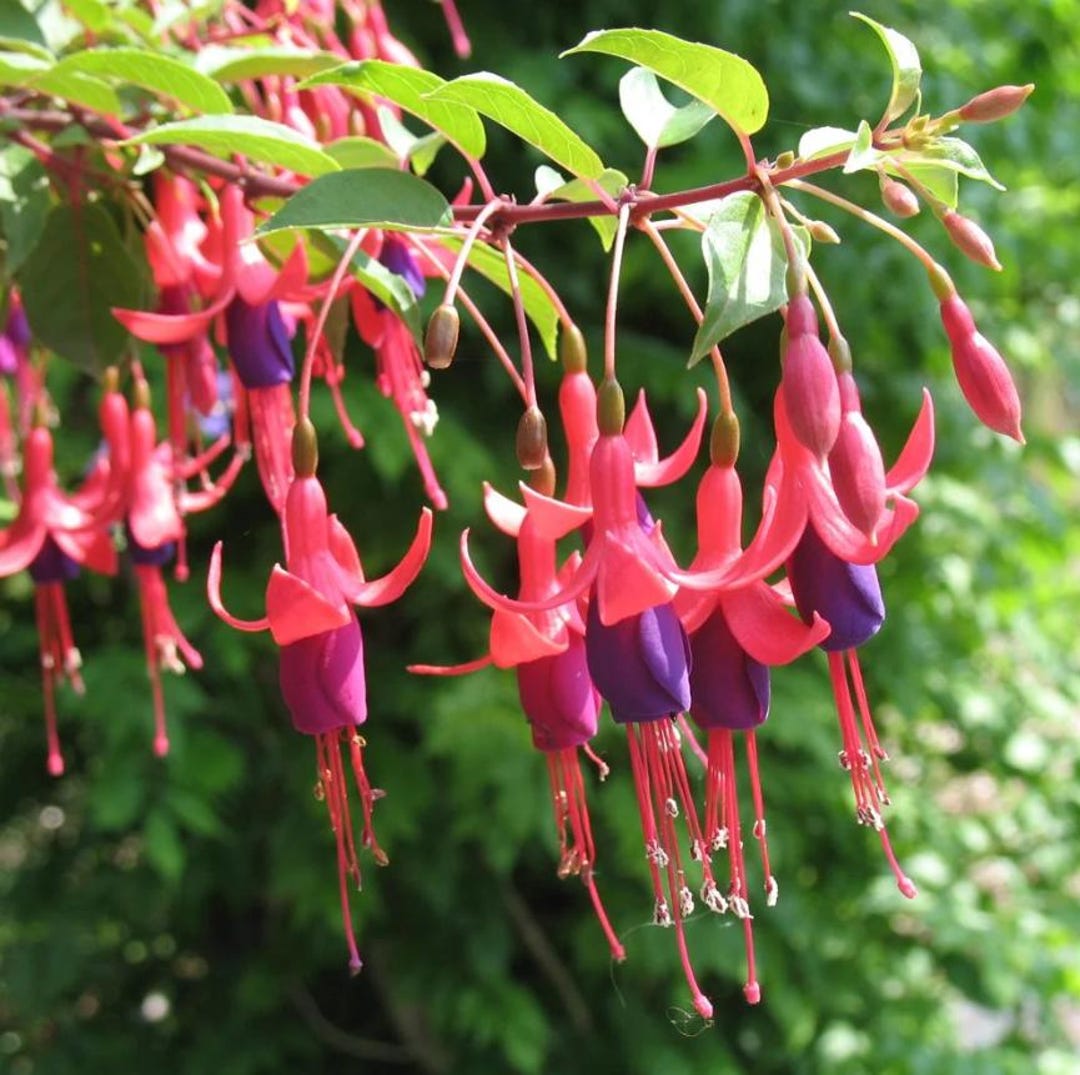 Fuchsia Angel Earrings Cascading Plants Live, Purple Pink Flower ...