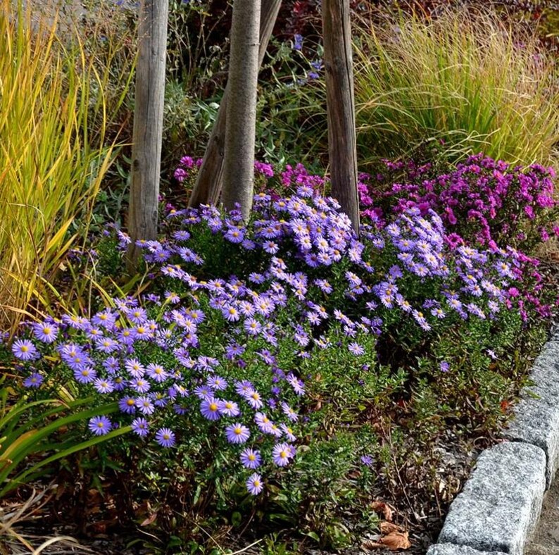 Hardy Aster Woods Blue Plant Live, Perennial Aster Flowers for Planting ...