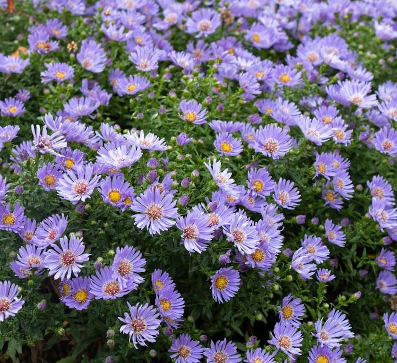 Hardy Aster Woods Blue Plant Live, Perennial Aster Flowers for Planting ...