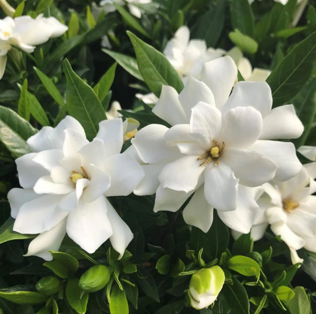 Set 2 Jasmine Plant Live, Fragrant Jasmine Flower Vine, Perennial ...