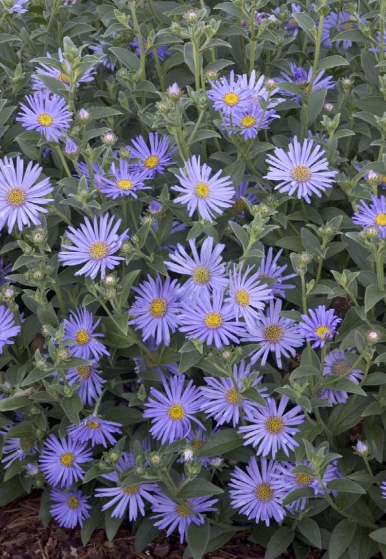 Hardy Aster Woods Blue Plant Live, Perennial Aster Flowers for Planting ...