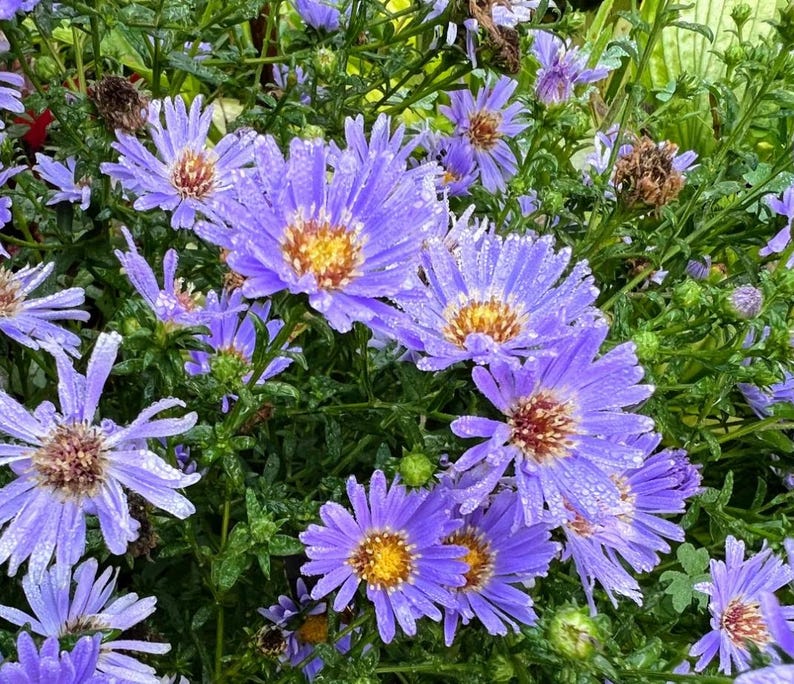 Hardy Aster Woods Blue Plant Live, Perennial Aster Flowers for Planting ...