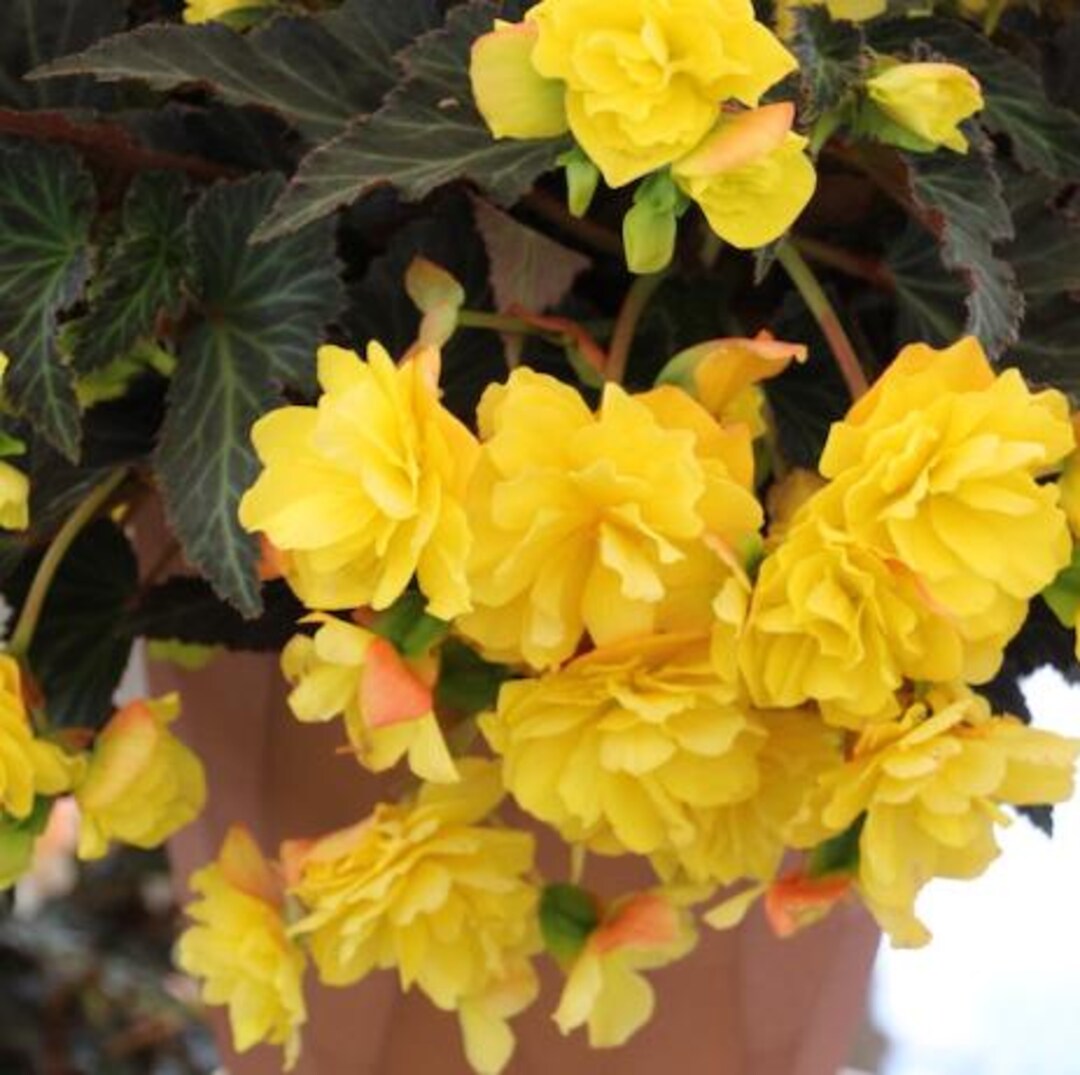 Begonia Iconia Portofino Yellow Plant Live for Planting, Bright Yellow ...