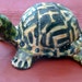 Box Turtle Sculpture Handmade in US From a Lump of Clay Sold - Etsy