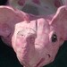 Pink Elephant Tea Pot Handmade in USA From a Lump of Clay Pink Polka ...