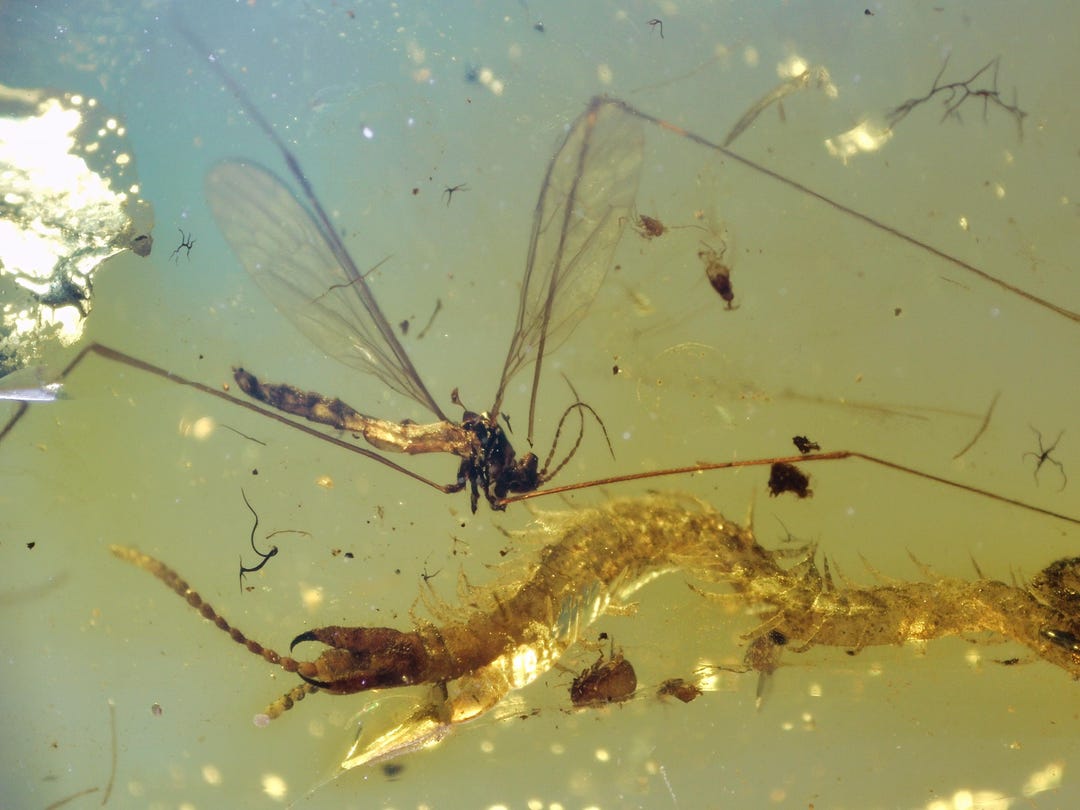 Tipulidae ( Extinct Crane Fly ) With Rare Centipede in Burmese Burmite ...
